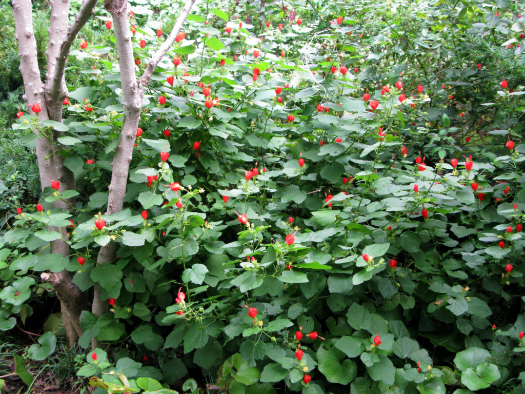 Plant Library Archive - David Rolston Landscape Architects ...